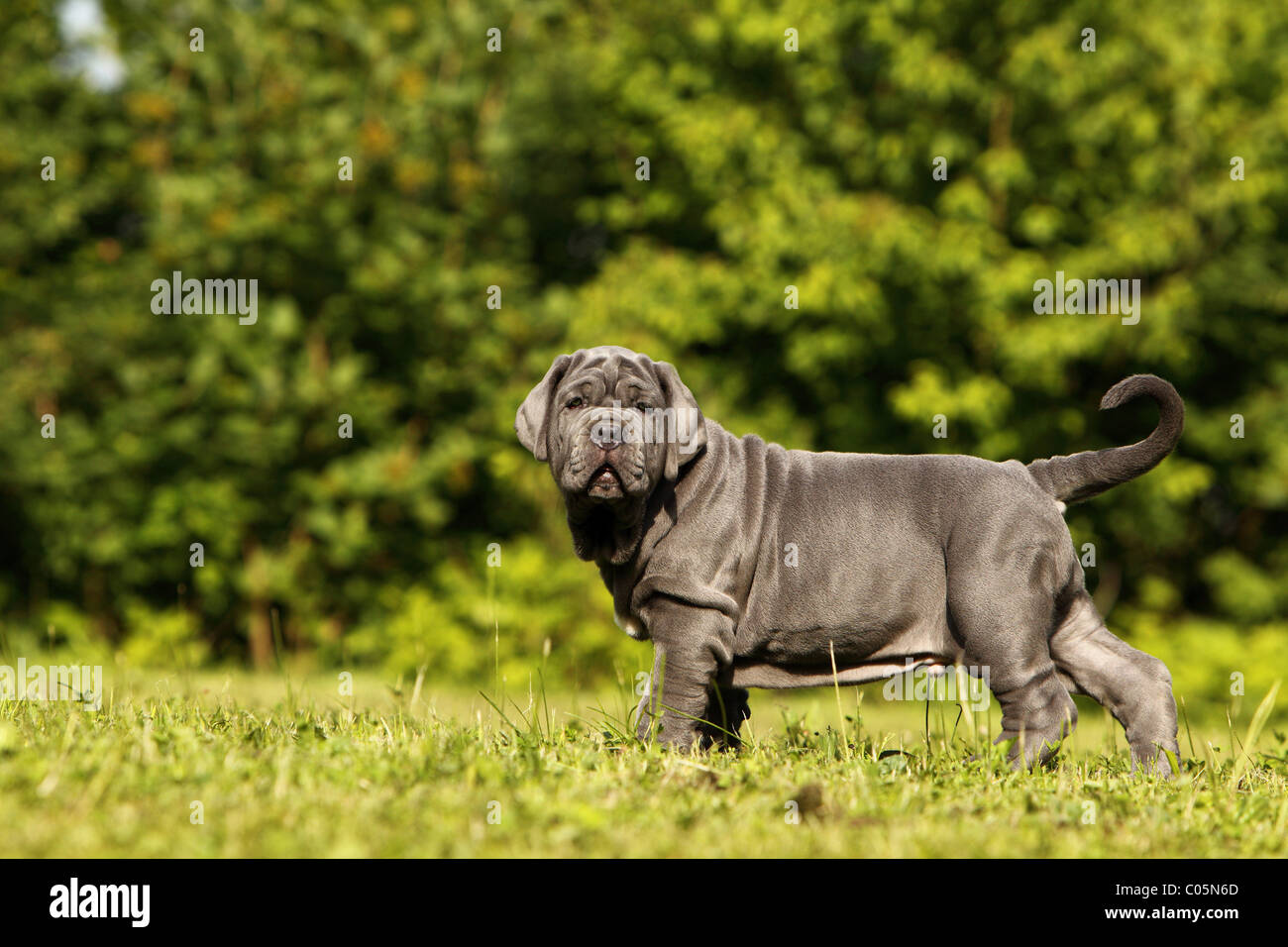Mastino Napoletano Puppy Stock Photo - Alamy
