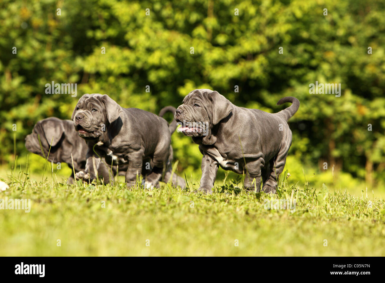 Mastino Napoletano Puppies Stock Photo - Alamy