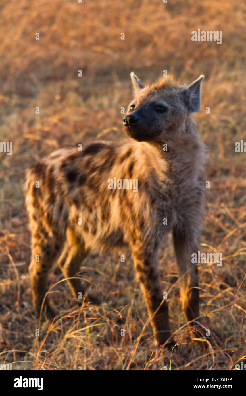 A spotted hyena standing and seen from the front. The head is turned ...