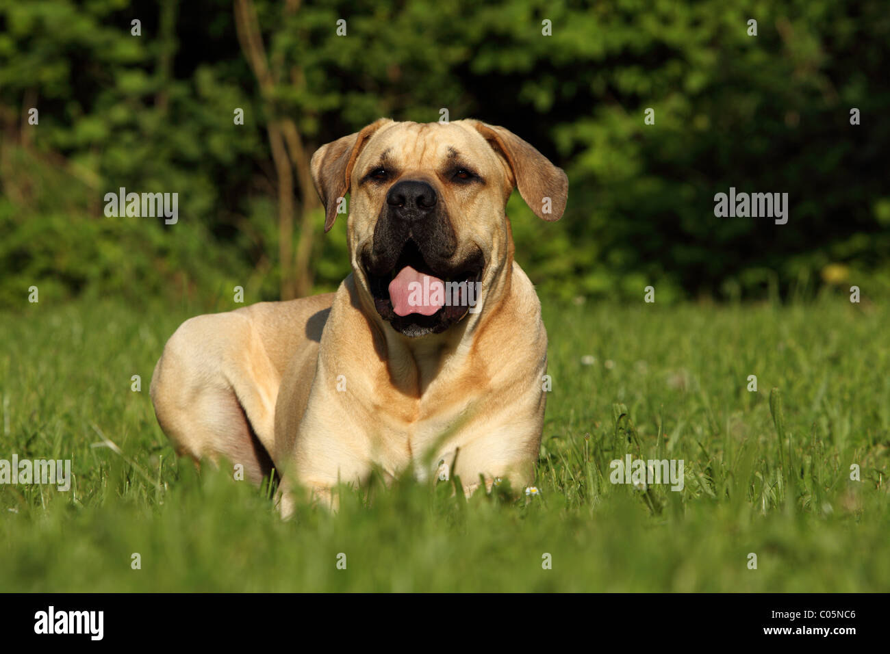 Dogo laying hi-res stock photography and images - Alamy