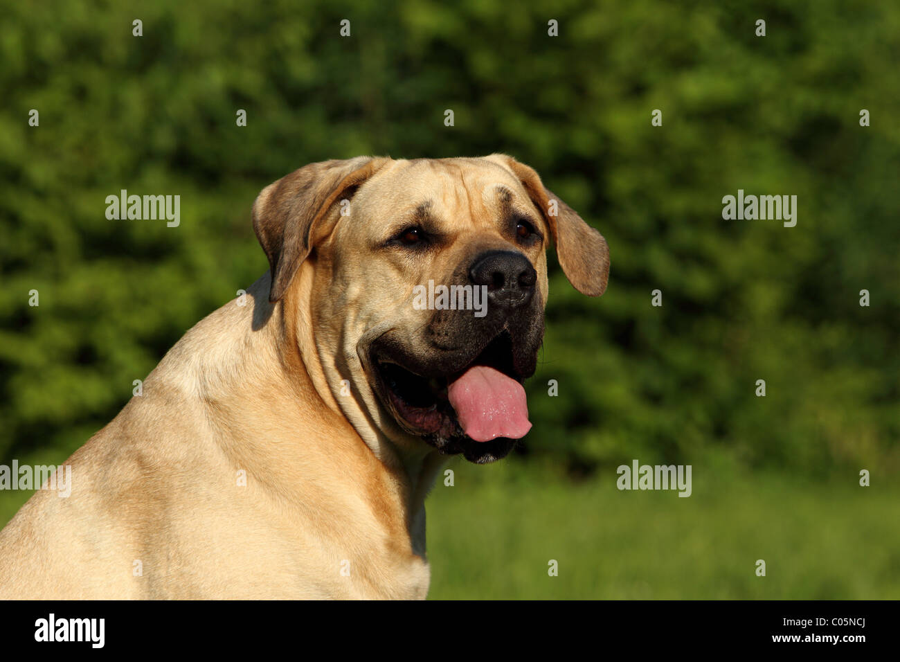 Dogo Canario Portrait Stock Photo - Alamy