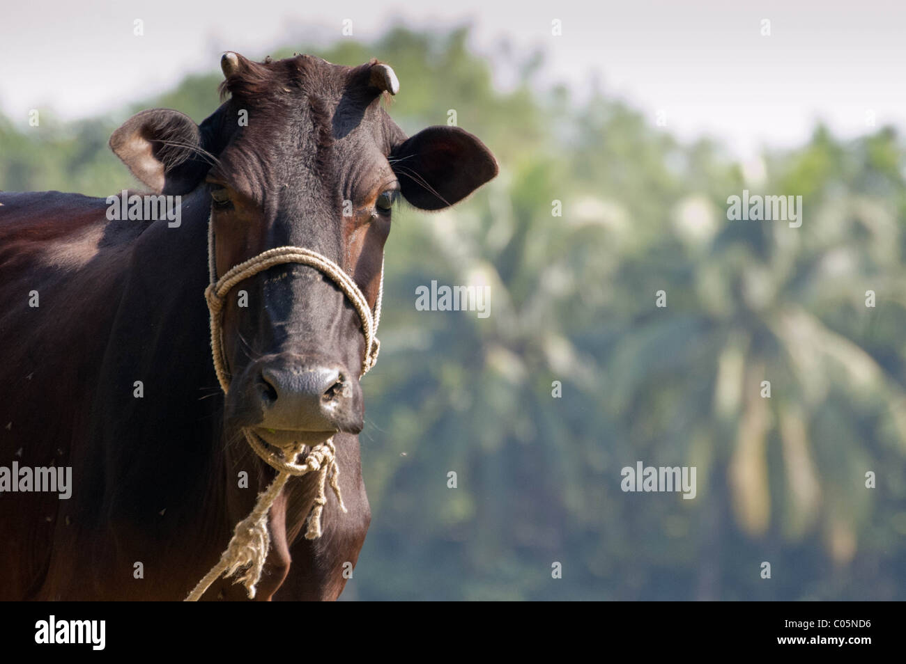 Bangladeshi village hi-res stock photography and images - Alamy