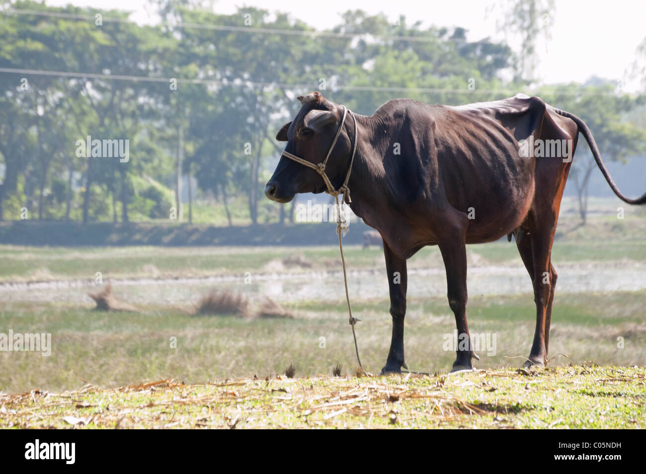 Bangladeshi cow hi-res stock photography and images - Alamy
