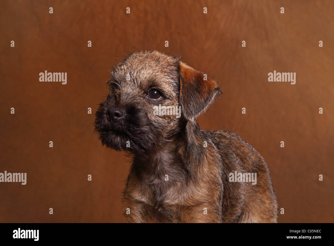 Border terriers puppy hi-res stock photography and images - Alamy