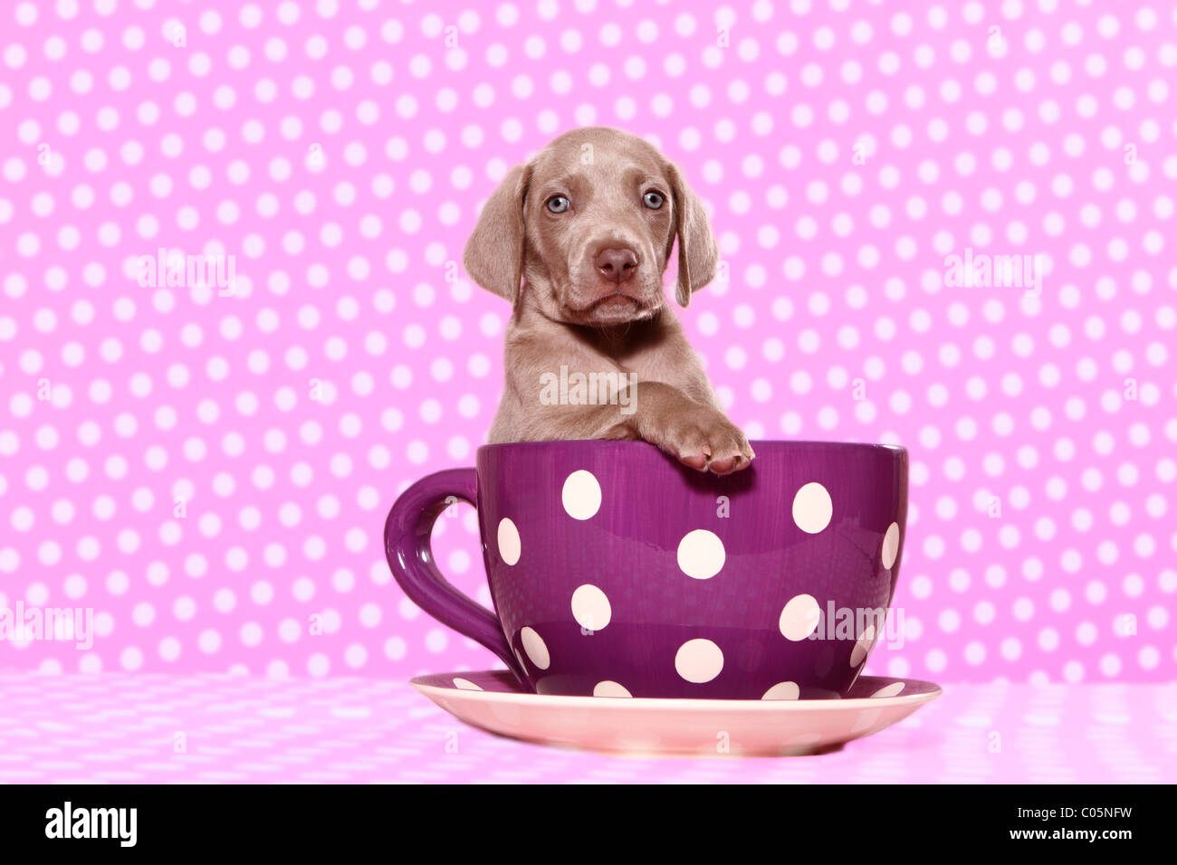 Grey spotted hound hi-res stock photography and images - Alamy