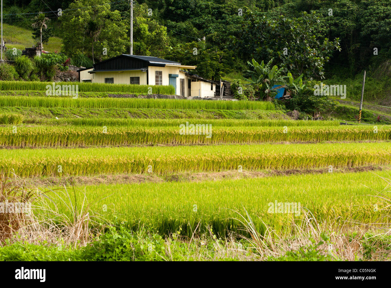 Rice terraces fields, iron house on the background, Fengbin Township ...