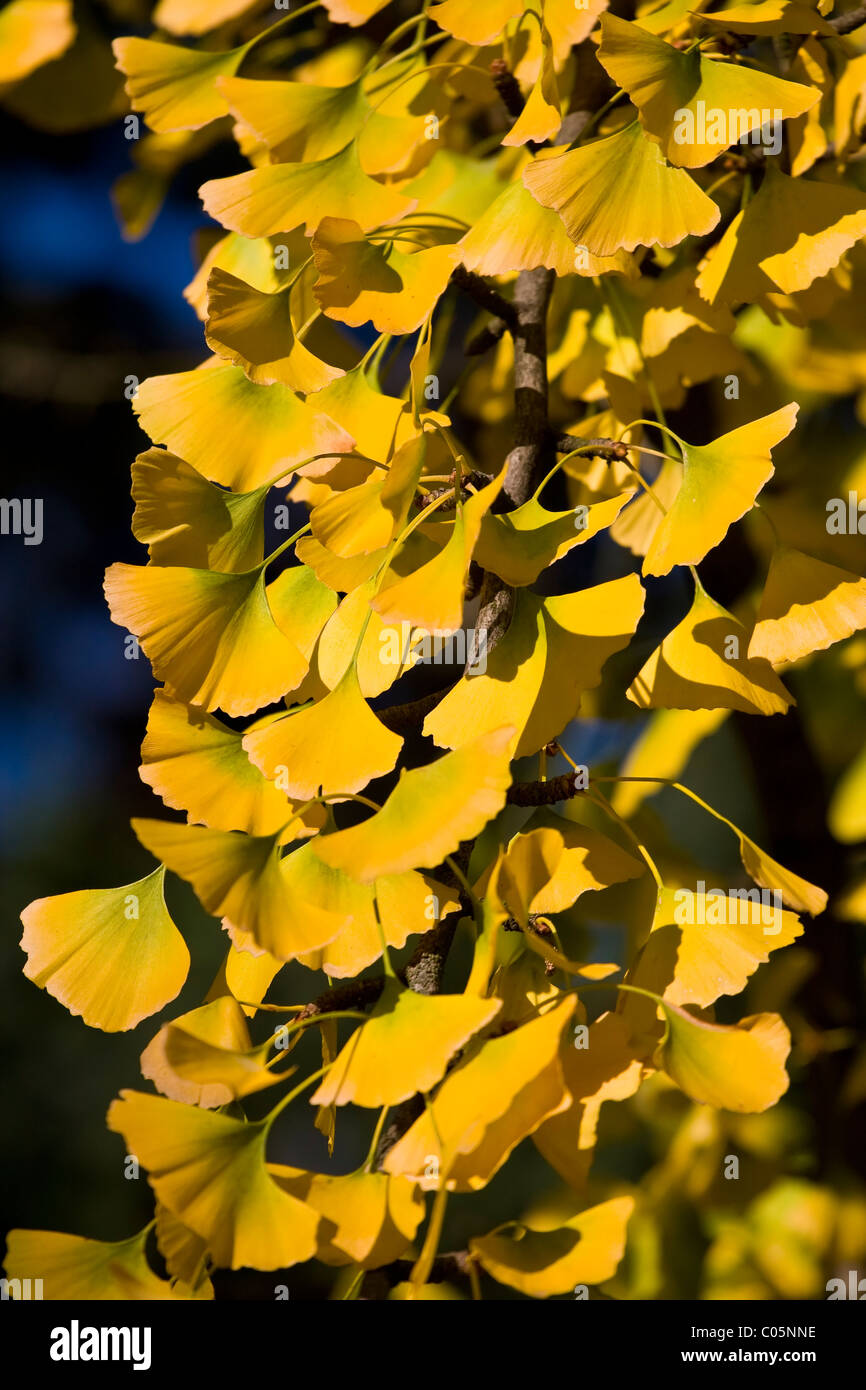 Golden ginkgo biloba leaves Stock Photo - Alamy