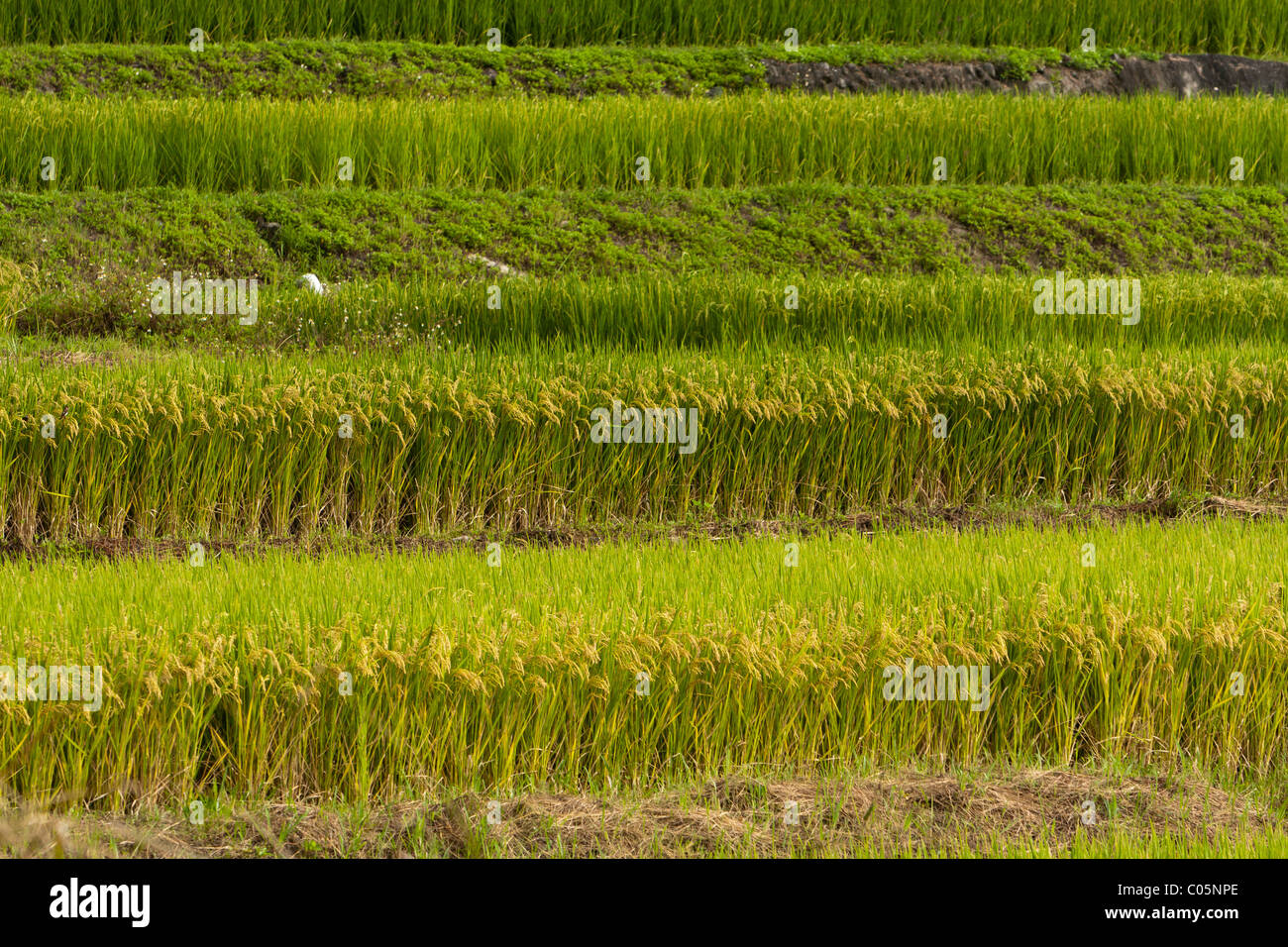 Rice terraces fields background, Fengbin Township, Hualien County ...