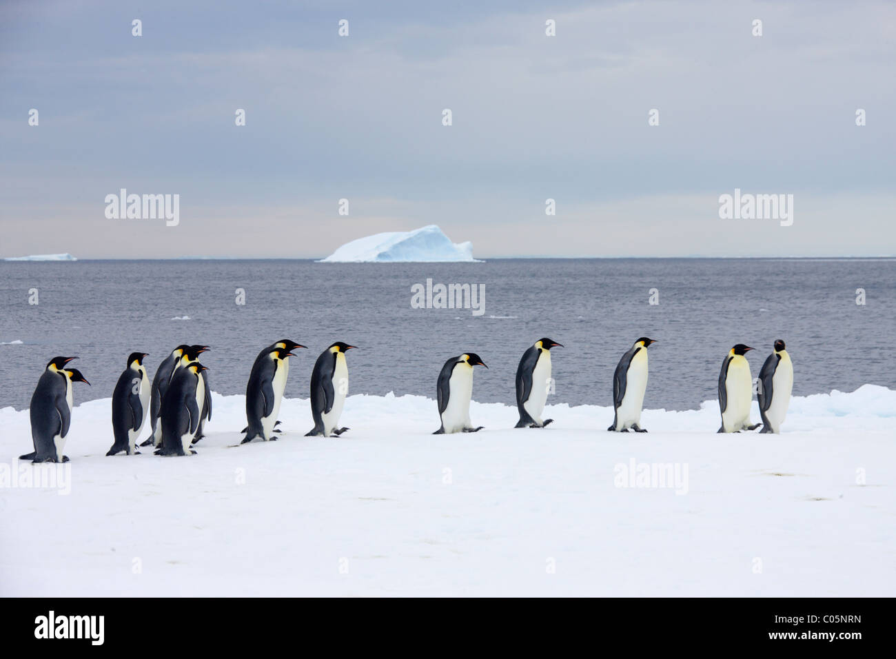 Emperor penguins ice snow hi-res stock photography and images - Alamy