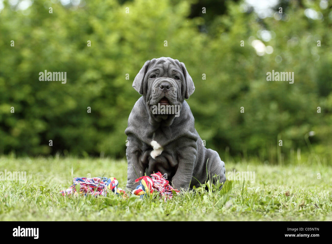 Mastino Napoletano Puppy Stock Photo - Alamy