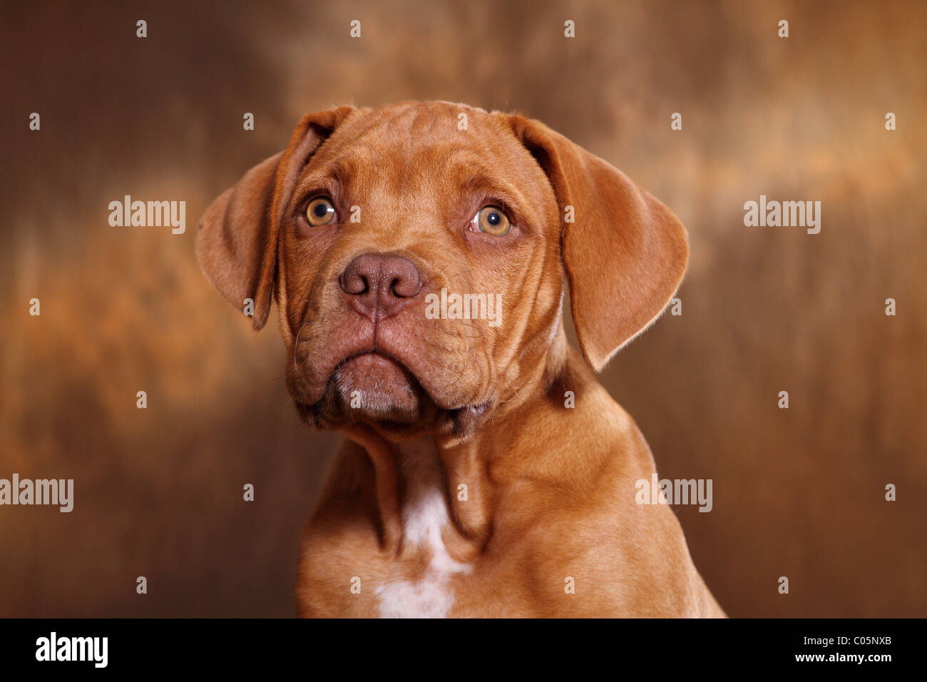 Bg bordeaux hi-res stock photography and images - Alamy