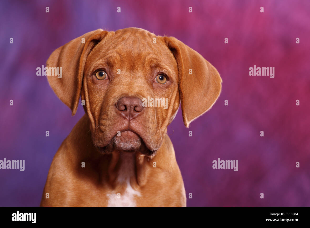 Bg bordeaux hi-res stock photography and images - Alamy