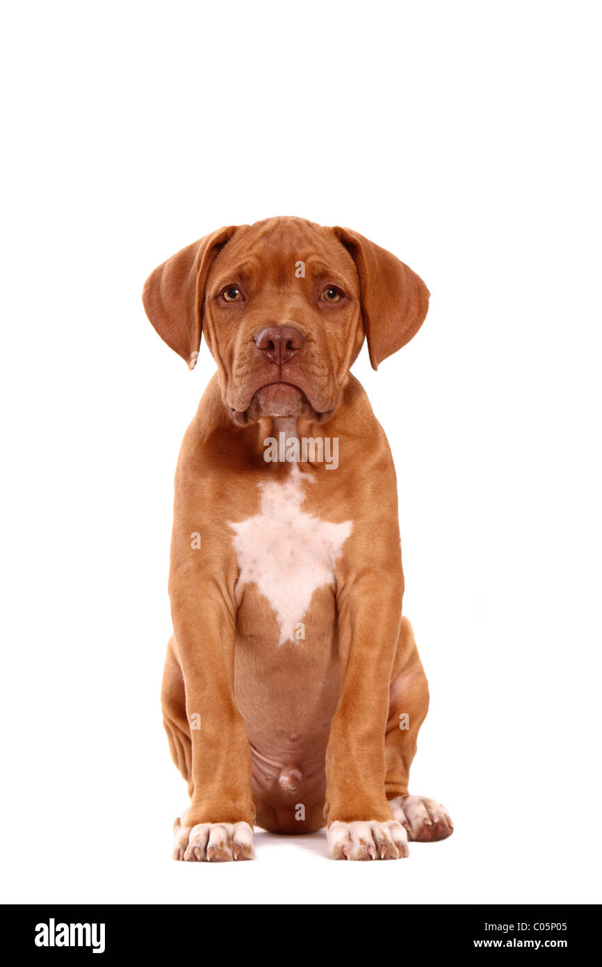 Bg bordeaux hi-res stock photography and images - Alamy