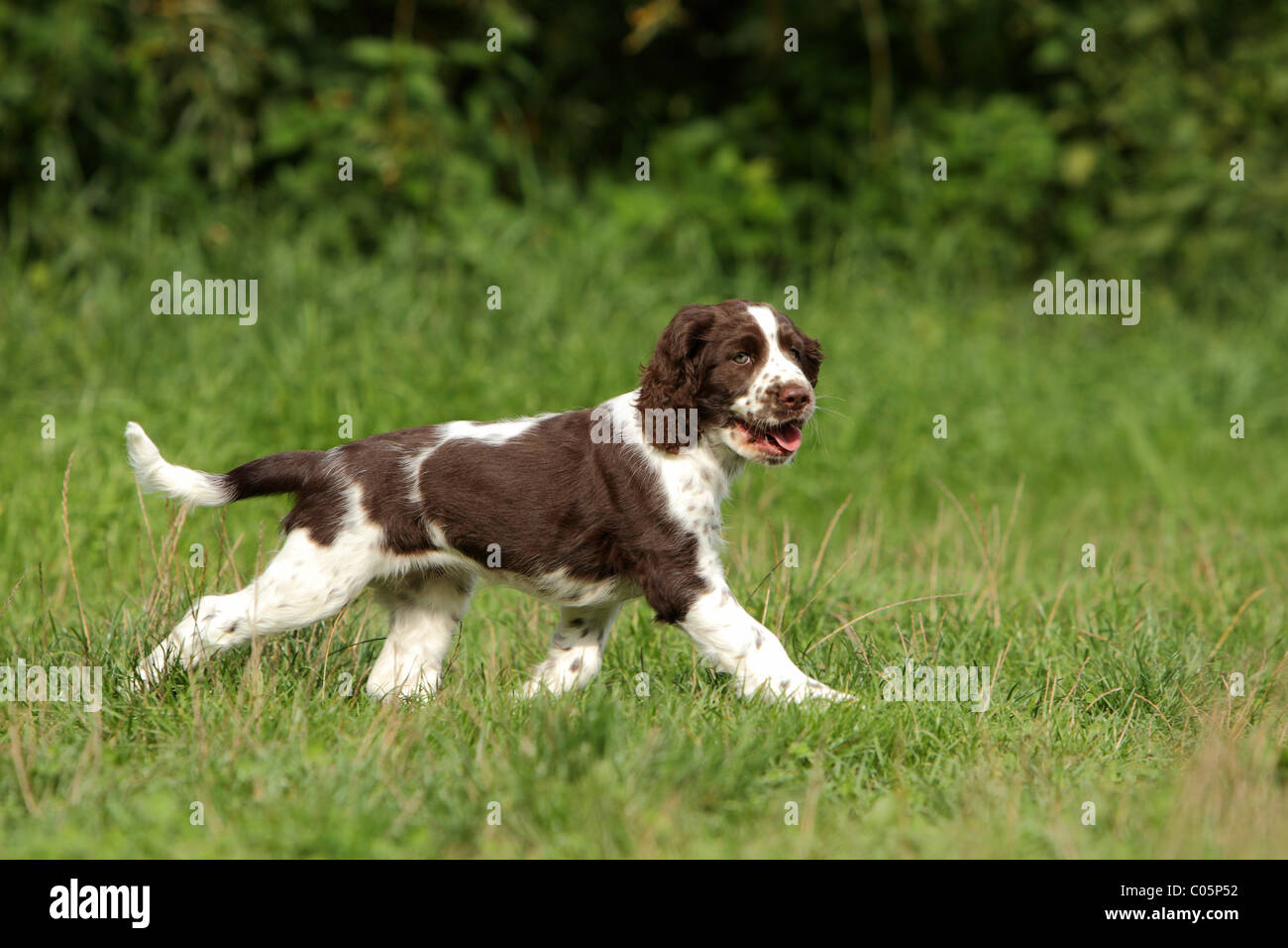 English Springer Spaniel Puppy Stock Photo - Alamy