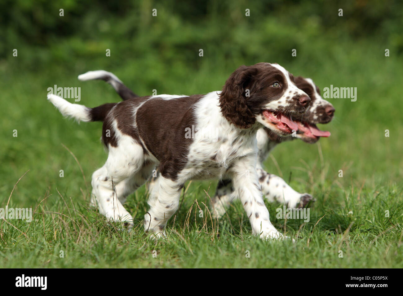 English Springer Spaniel Puppies Stock Photo - Alamy