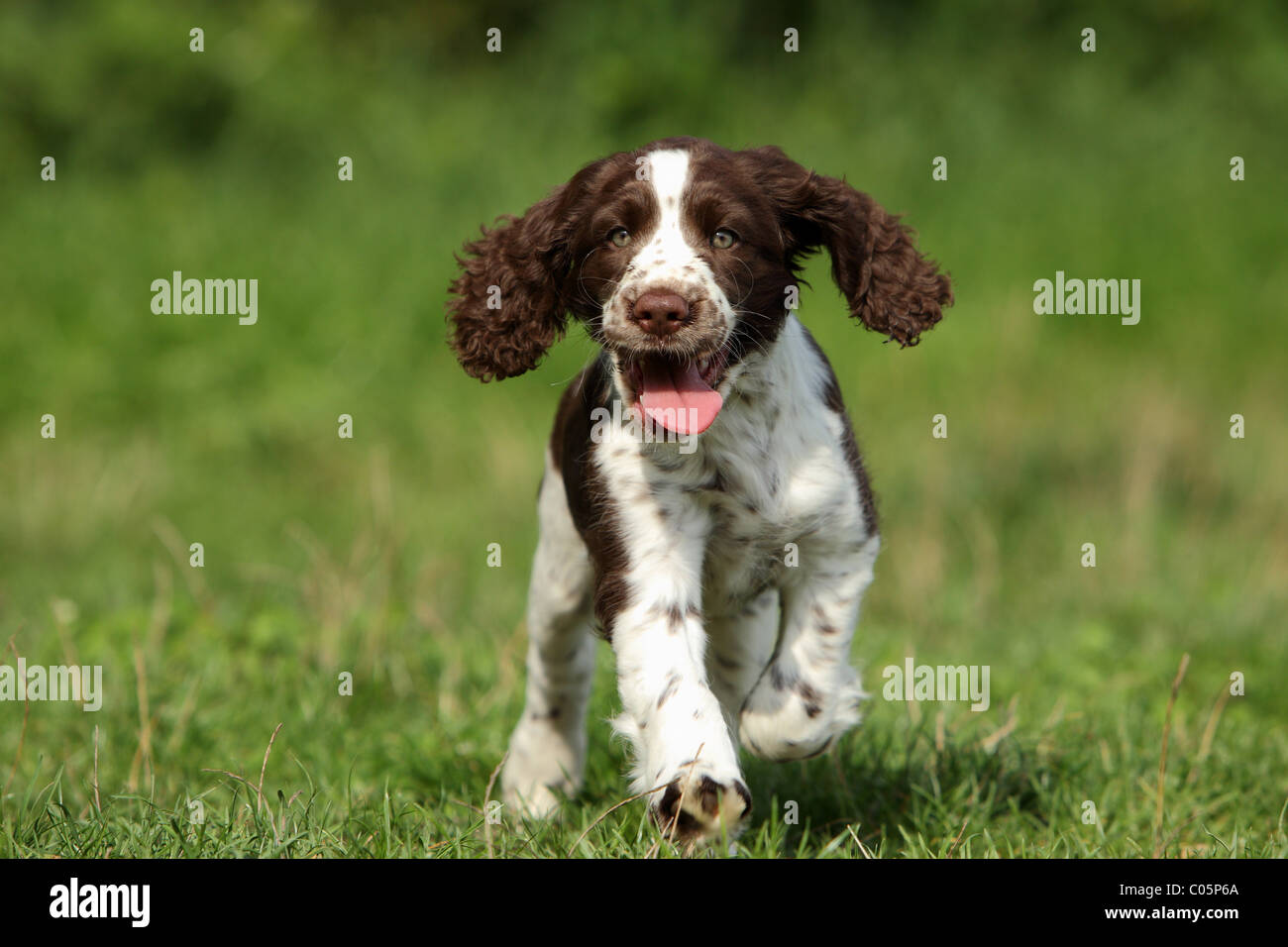 Cute puppy springer spaniels hi-res stock photography and images - Alamy
