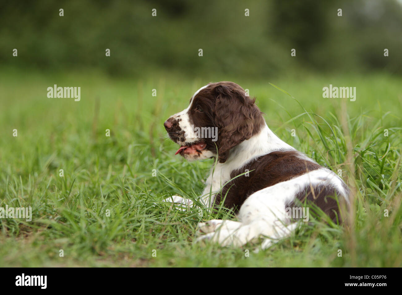 Springer spaniel back view hi-res stock photography and images - Alamy