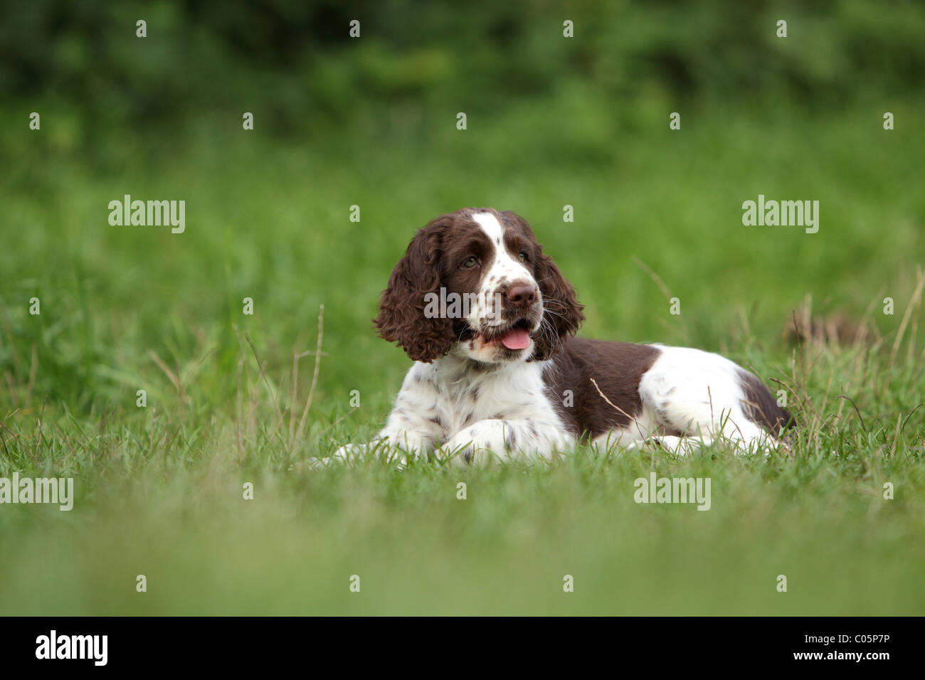 English springer spaniel puppy hi-res stock photography and images - Alamy