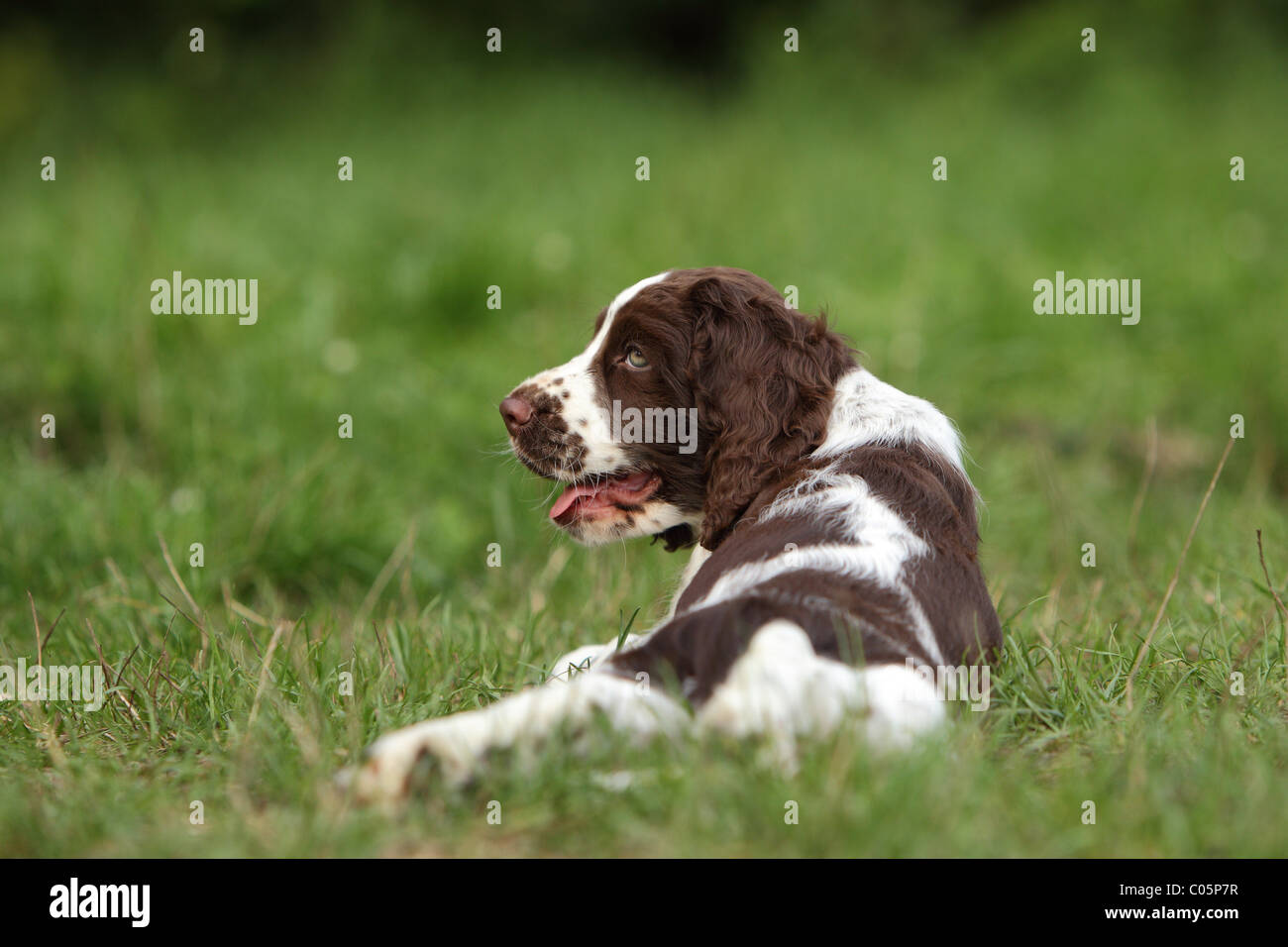 Springer spaniel back view hi-res stock photography and images - Alamy