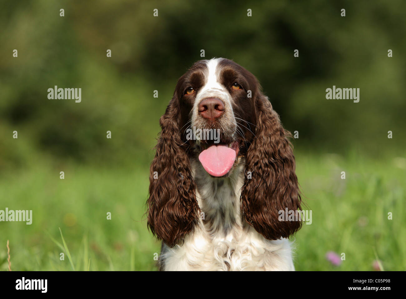 English Springer Spaniel Portrait Stock Photo - Alamy