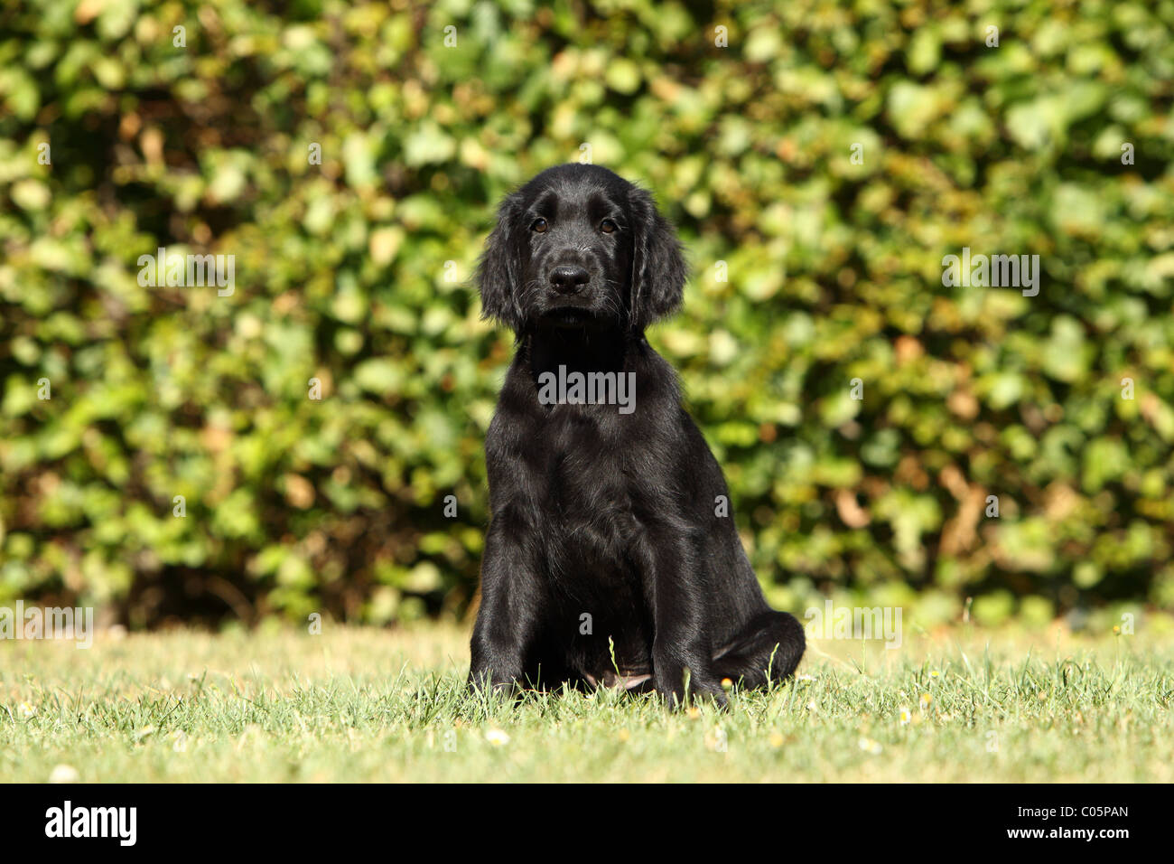 Flat Coated Retriever Puppy Stock Photo - Alamy