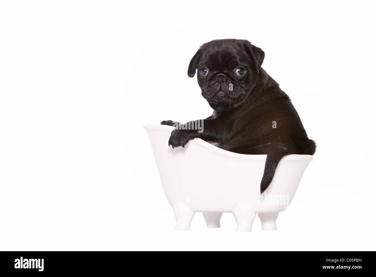 Rear view pug Cut Out Stock Images & Pictures - Alamy