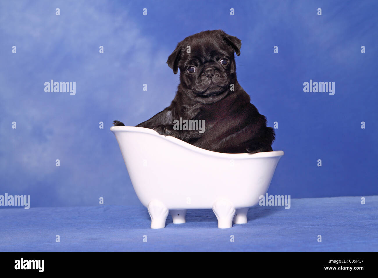 Well bred dog hi-res stock photography and images - Alamy