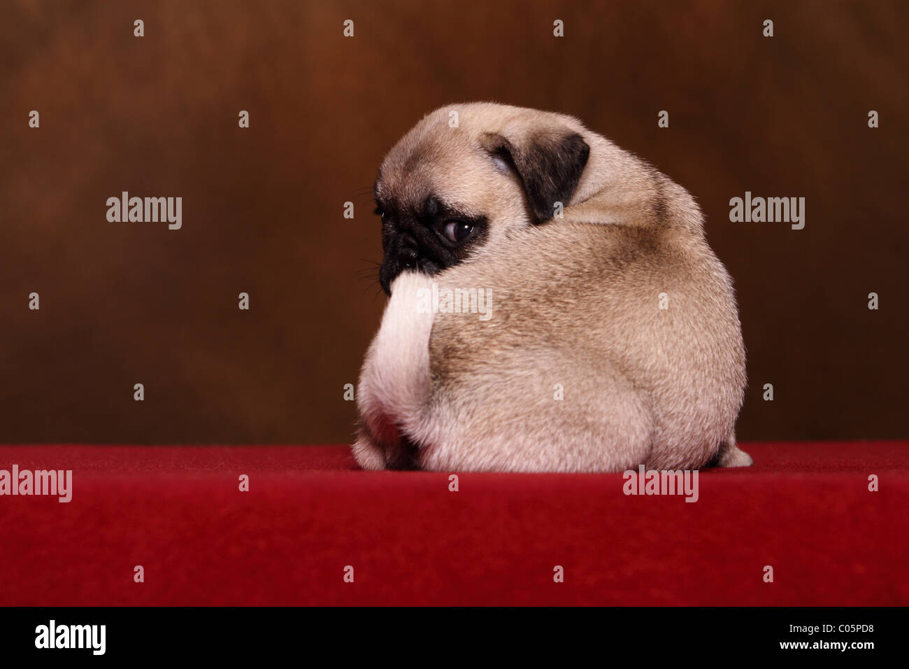 Rear view pug hi-res stock photography and images - Alamy