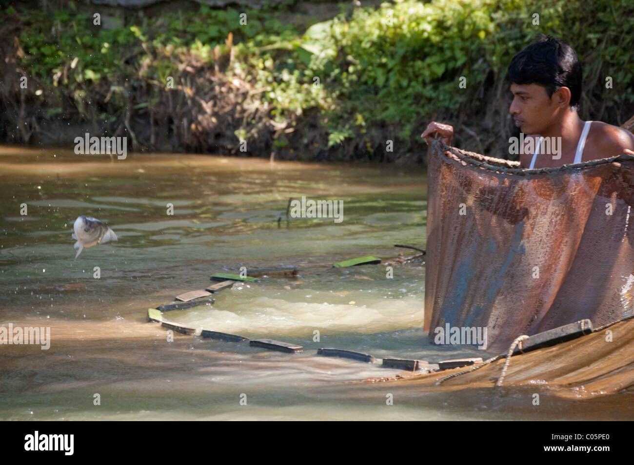 Bangladeshi fisherman catching fish with a net, showing a fish jumping ...