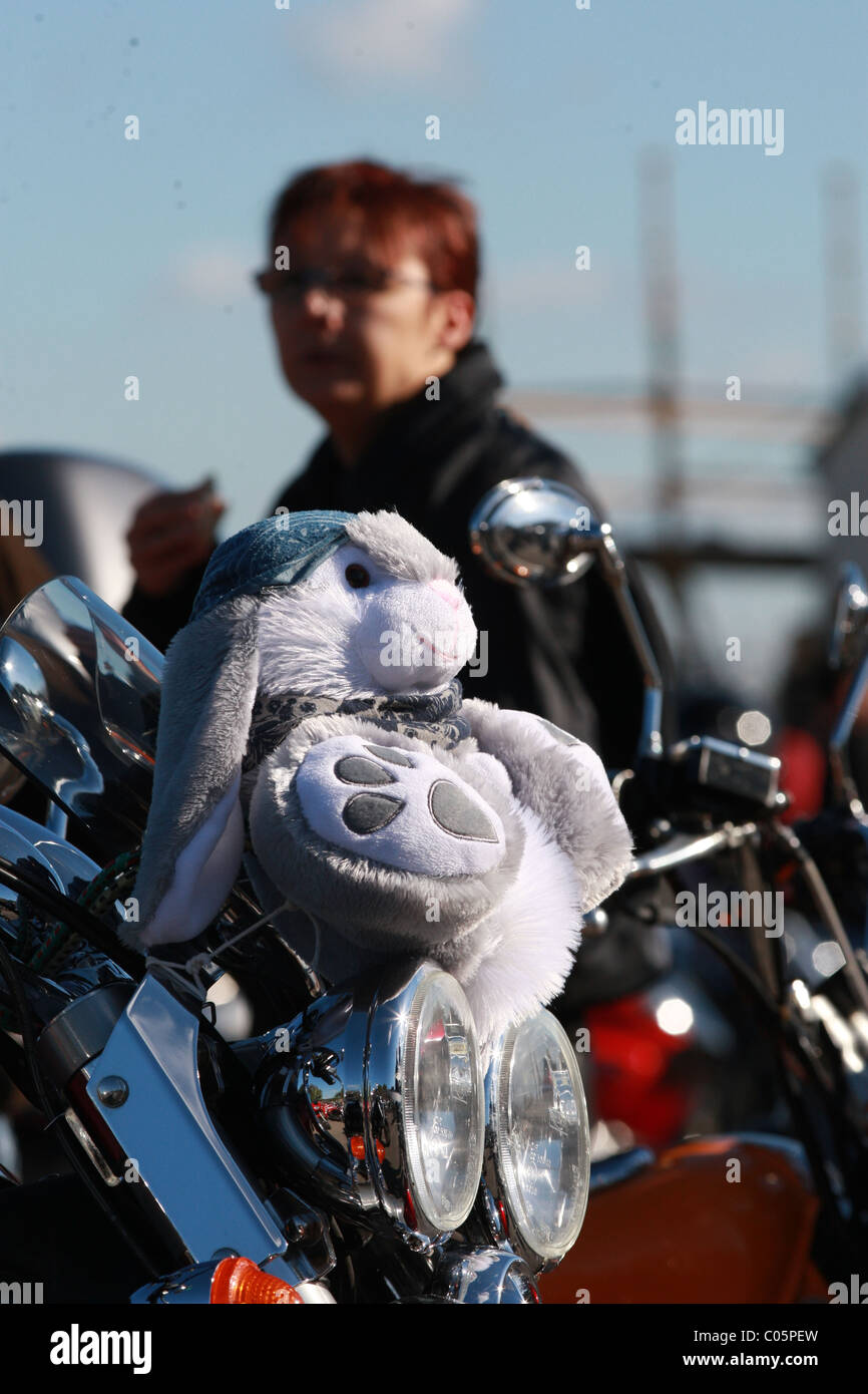 Harley the rabbit rabbit hi-res stock photography and images - Alamy