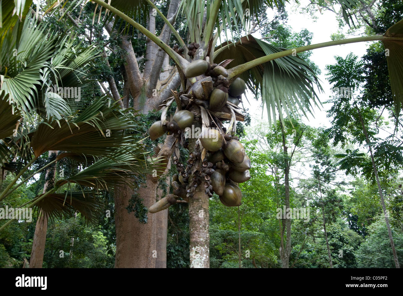 Sri lanka coconuts hi-res stock photography and images - Alamy