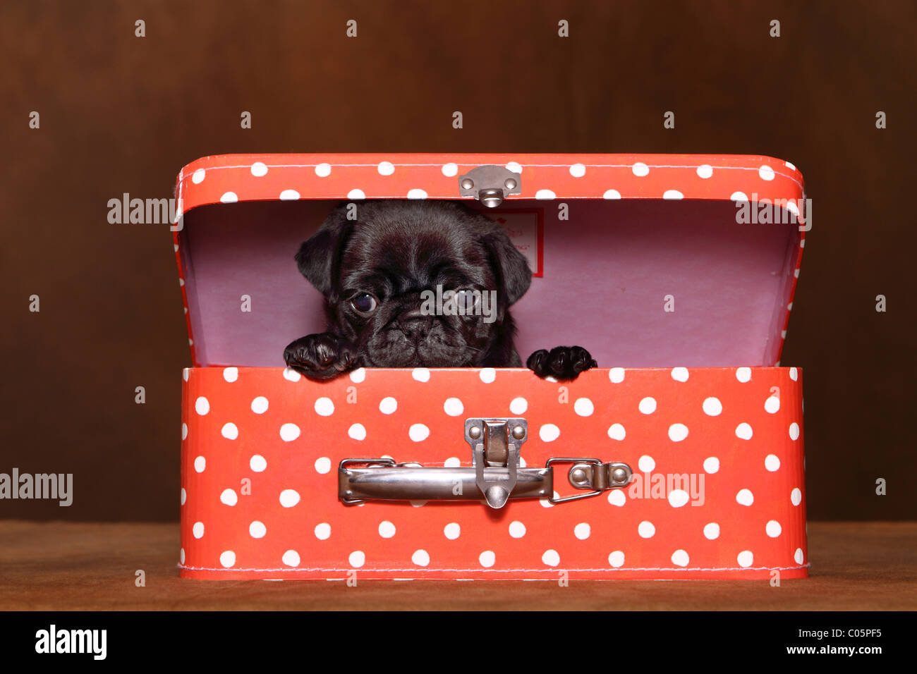 Dogs hiding hi-res stock photography and images - Alamy