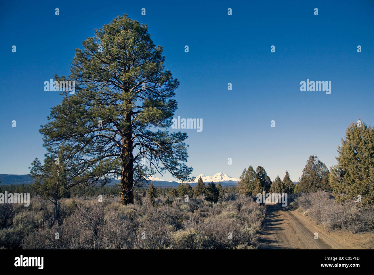A large ponderosa pine tree and a narrow dirt road in the Oregon ...