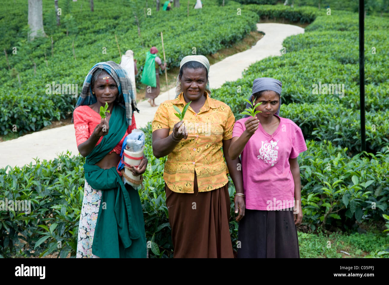 3 tea pickers hi-res stock photography and images - Alamy