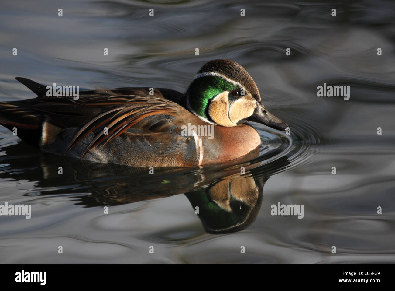 Side of duck hi-res stock photography and images - Alamy