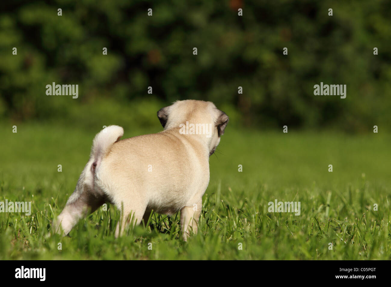 Rear view pug hi-res stock photography and images - Alamy