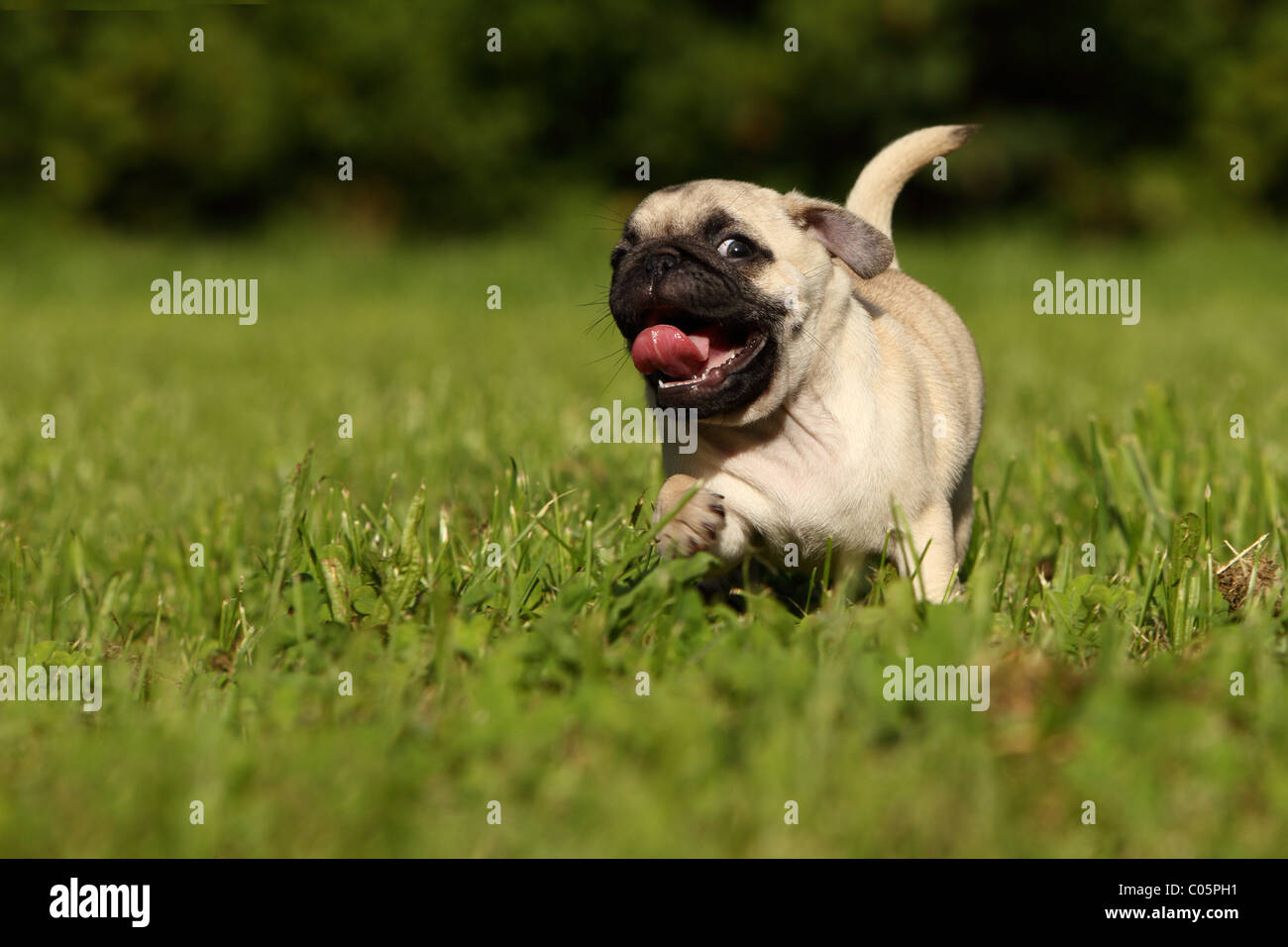 Dog pug breed walks hi-res stock photography and images - Alamy