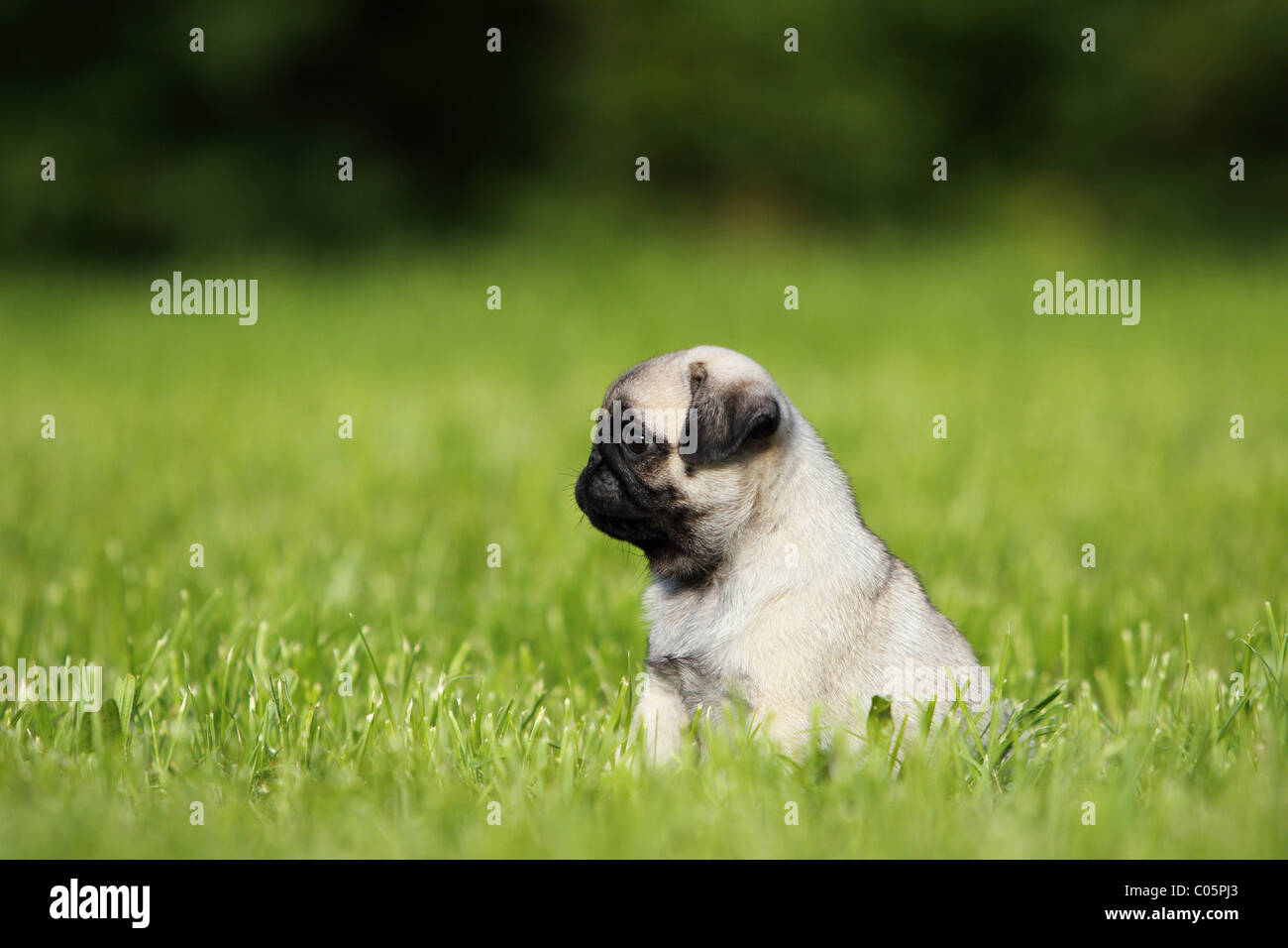 Pugs side profile hi-res stock photography and images - Alamy