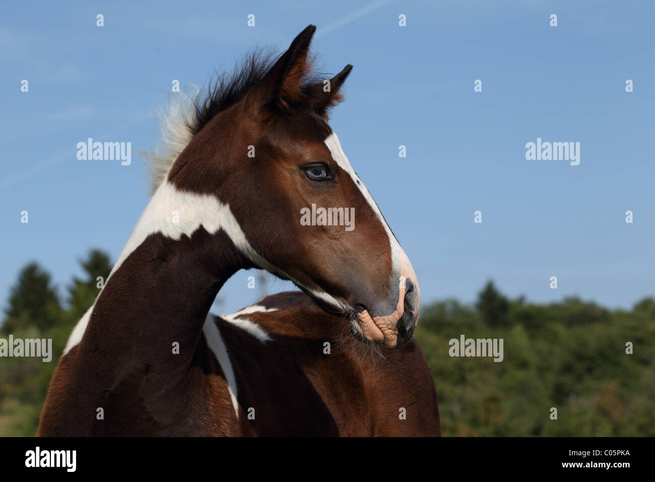 Pinto filly hi-res stock photography and images - Alamy