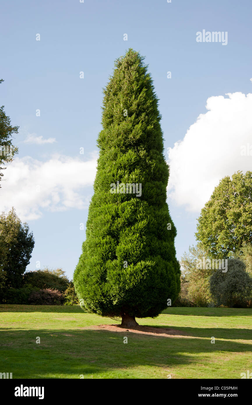 Nice conifer hi-res stock photography and images - Alamy