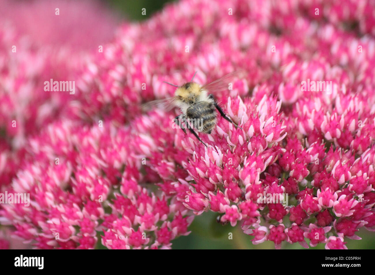 Insect hovering hi-res stock photography and images - Alamy
