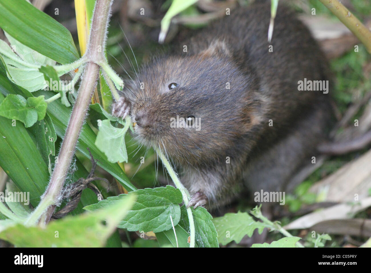Cute water vole hi-res stock photography and images - Alamy