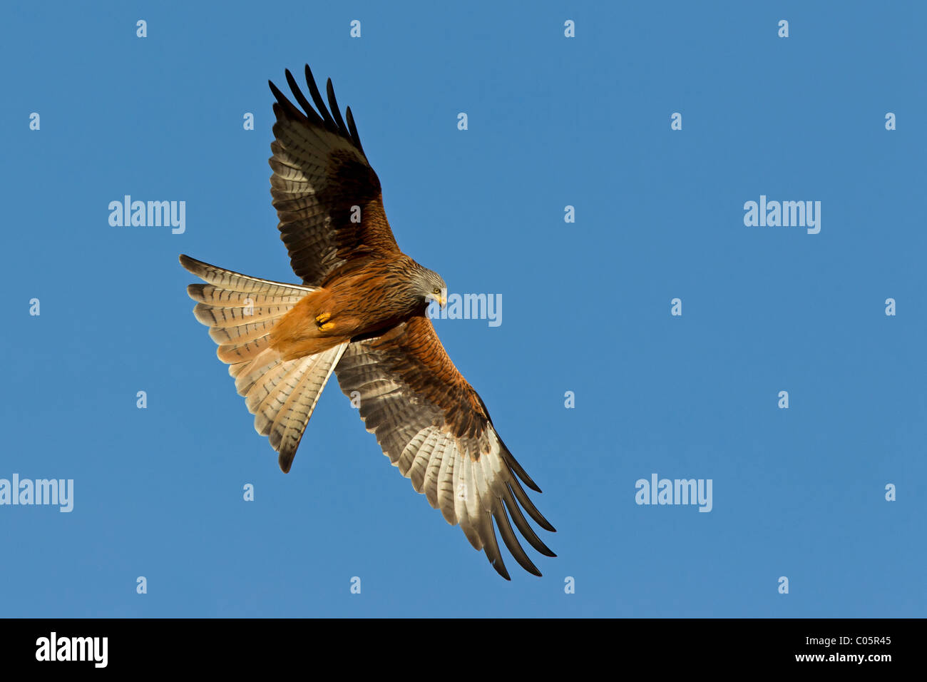 Red Kite in flight Stock Photo - Alamy