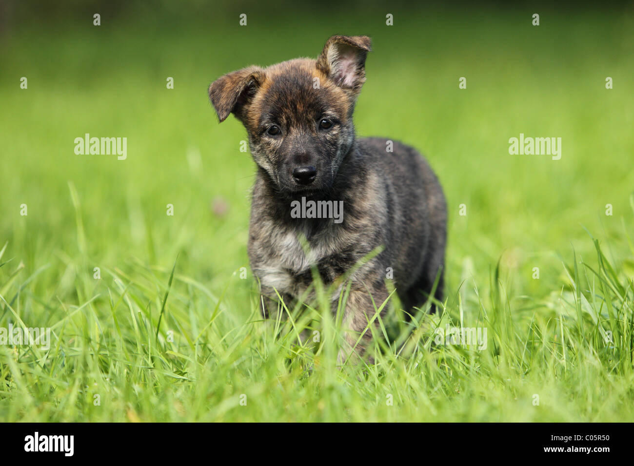 Hollandse Herder Puppy Stock Photo - Alamy