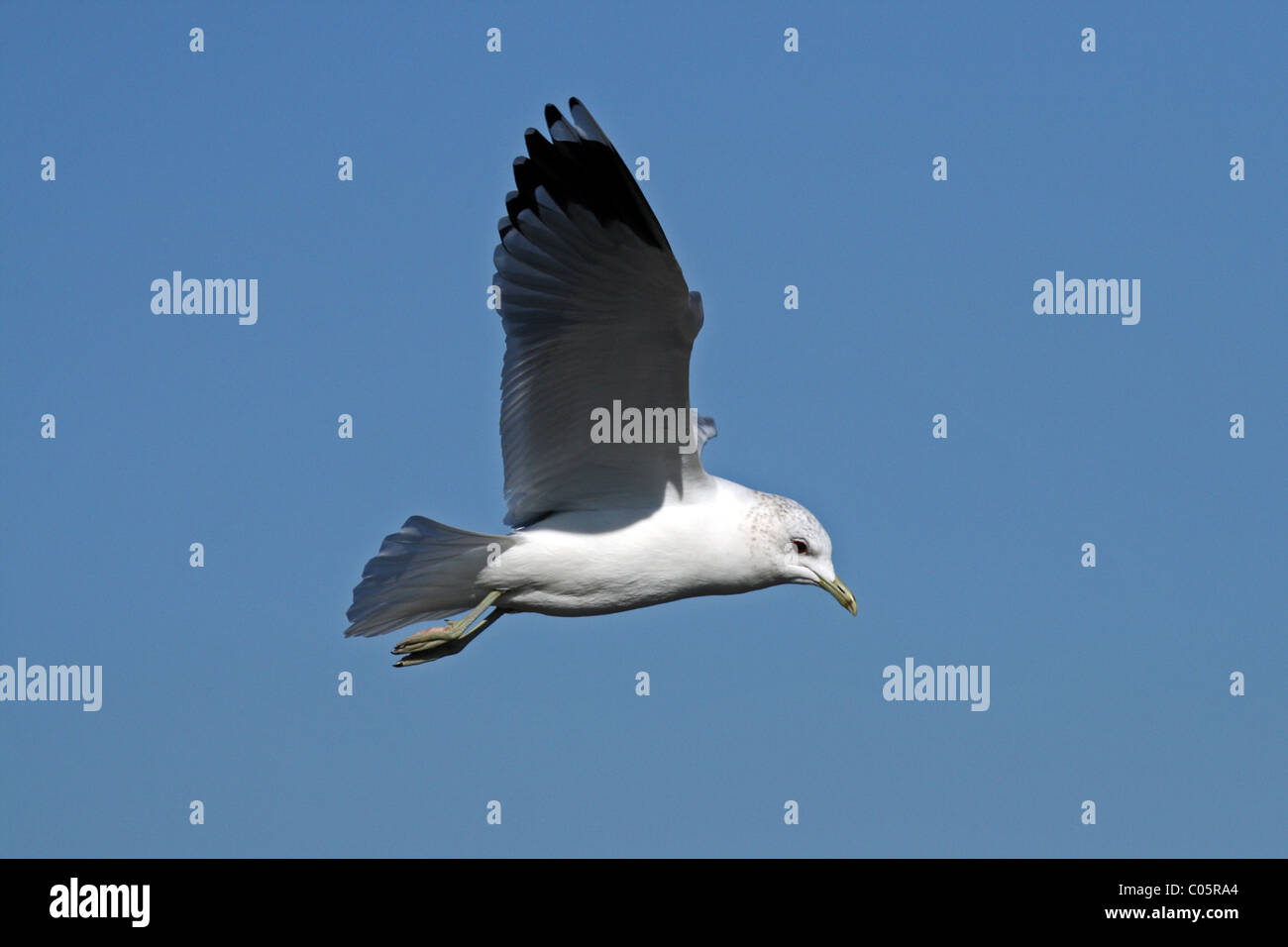 Common Gull (Larus Canus) - aka Mew Gull - in flight Stock Photo - Alamy