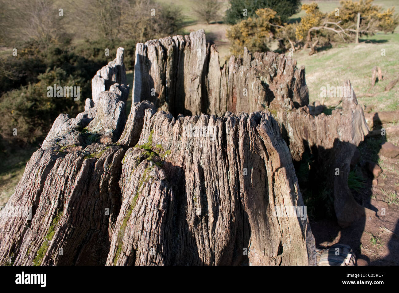 Jagged tree stump hi-res stock photography and images - Alamy