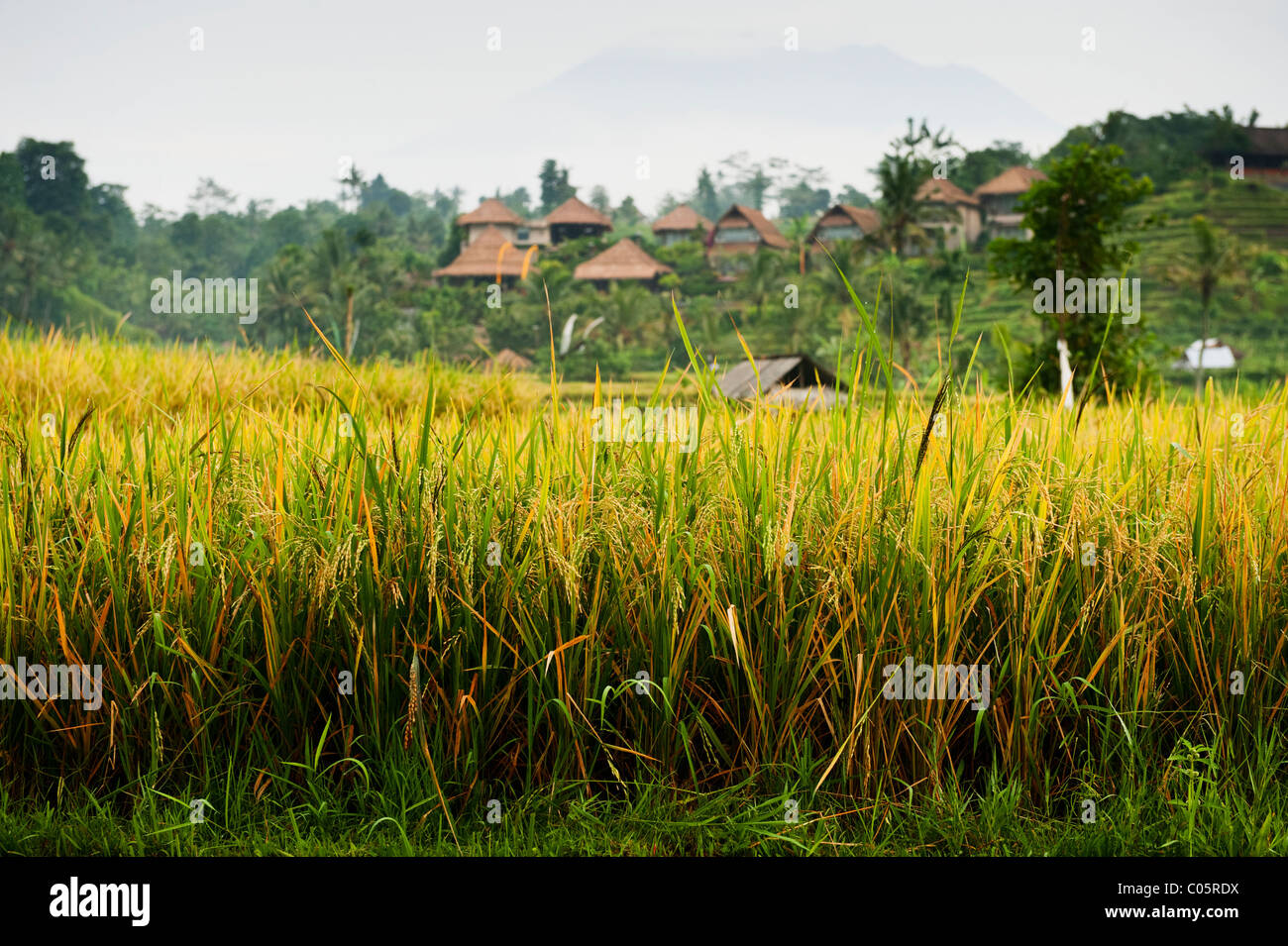The Sideman valley in east Bali, Indonesia has some of the most ...