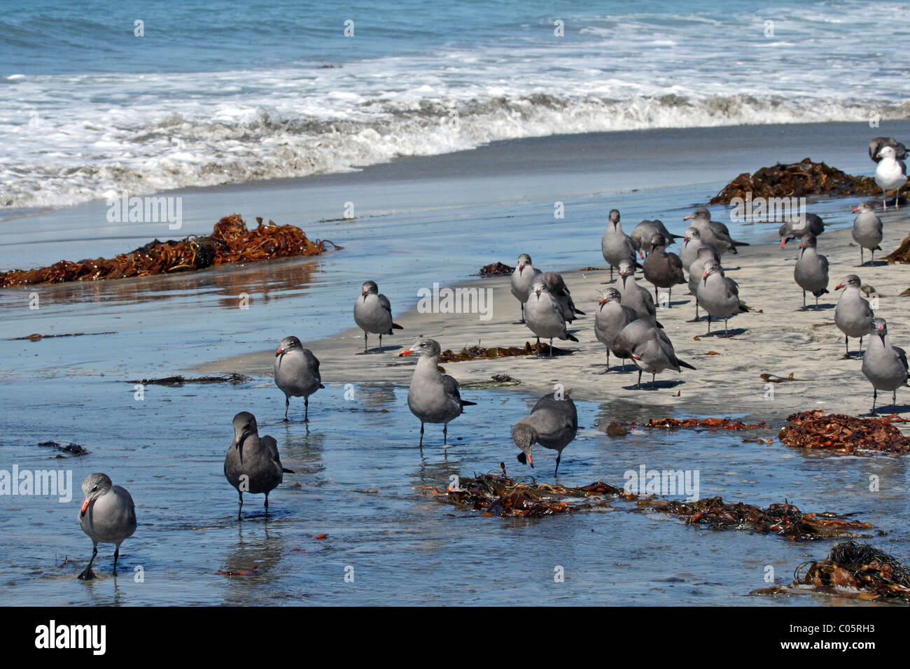 Heermann's Gull (Larus heermanni Stock Photo - Alamy