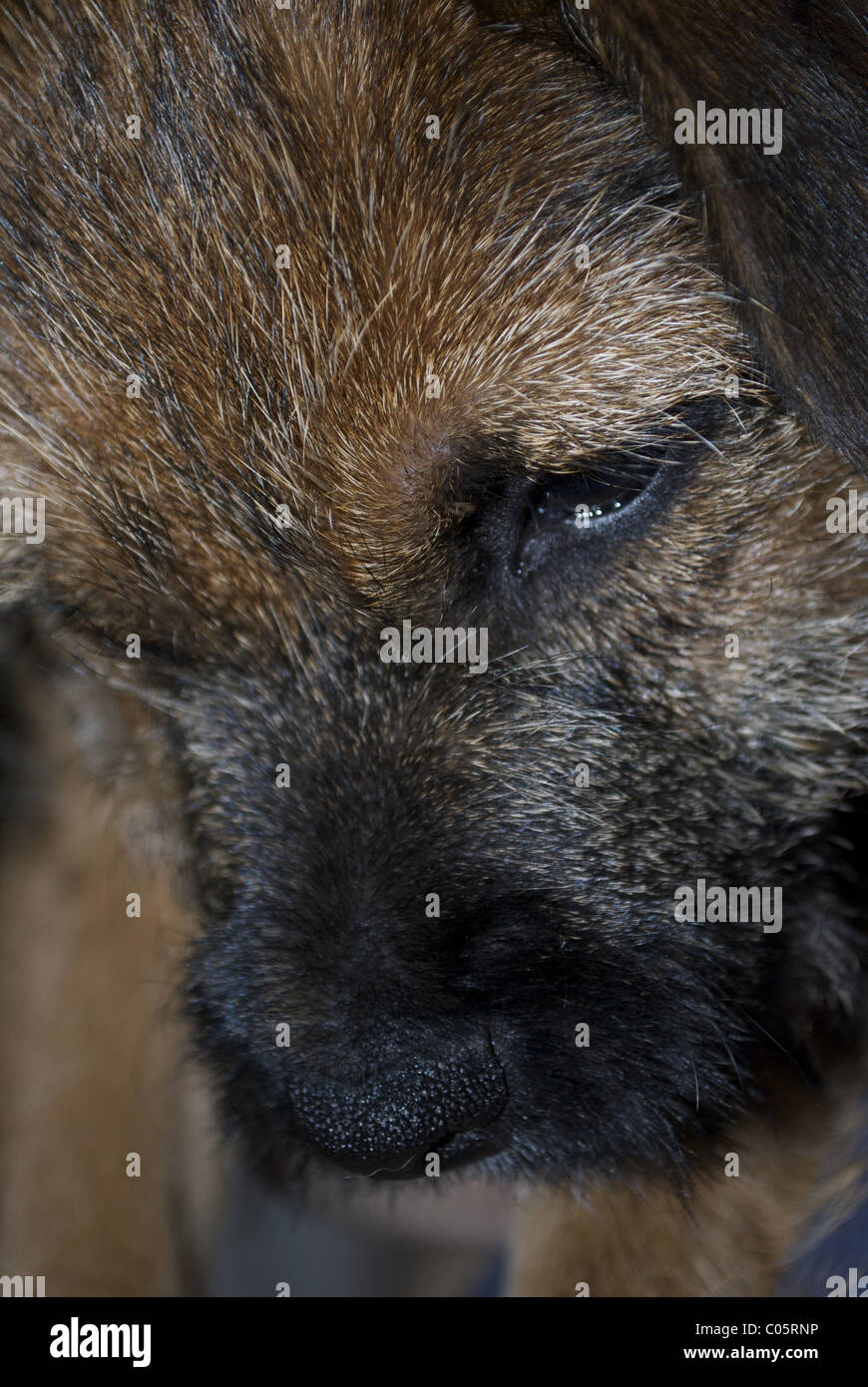 Intense border hi-res stock photography and images - Alamy