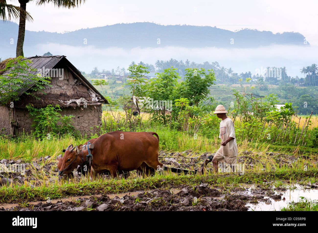 A Balinese farmer still uses the traditional plow pulled by cows to ...